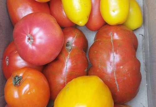 Семена коллекционных сортов томатов часть 1