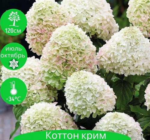 Коттон крим (Cotton Cream) гортензия многолетник