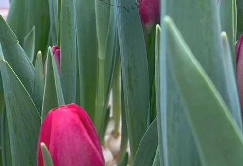 Тюльпаны опт к 8 марта