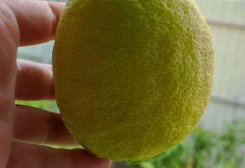 Лимон саженцы мал.деревца