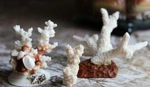 Сувениры из ракушек, кораллы, крабы