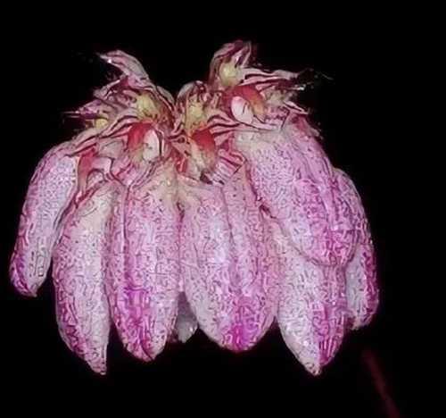 Орхидея Bulbophyllum auratum