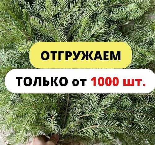 Пихтовые веники оптом