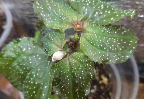 Флорариумное растение Gravesia guttata