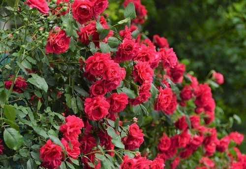 Саженцы красной плетистой розы