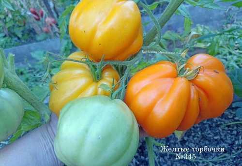 Семена томата мегаурожайный Желтые торбочки