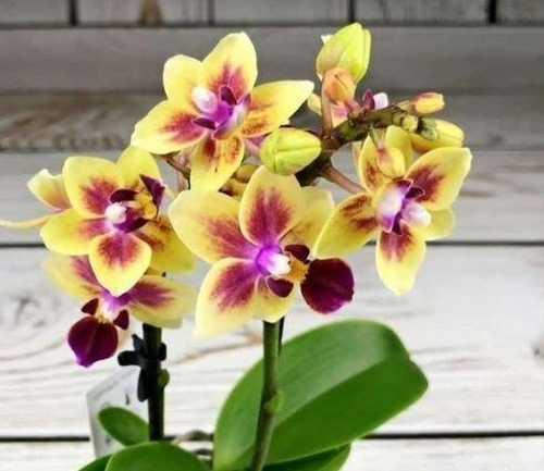 Орхидея Sogo Gotris