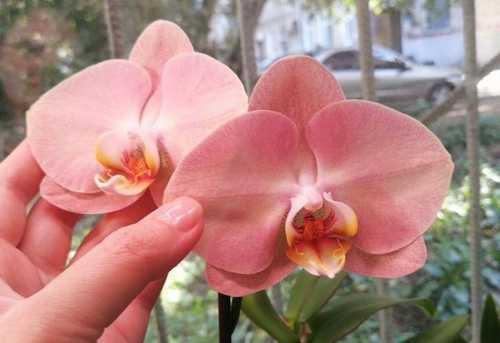 Орхидея фаленопсис honey peach