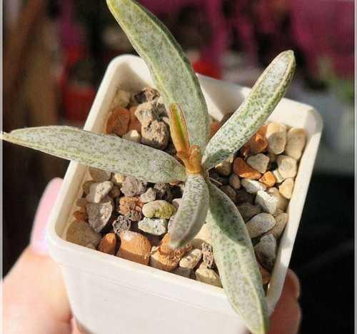 Коллекционные Adromischus много разных видов