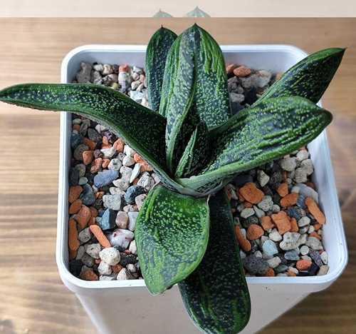 Гастерия. Gasteria "Little Warty"