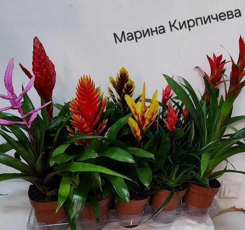 Бромелия микс