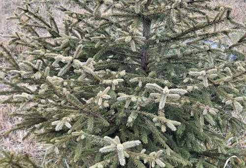 Лапник пихты ель и сосновый на новый год