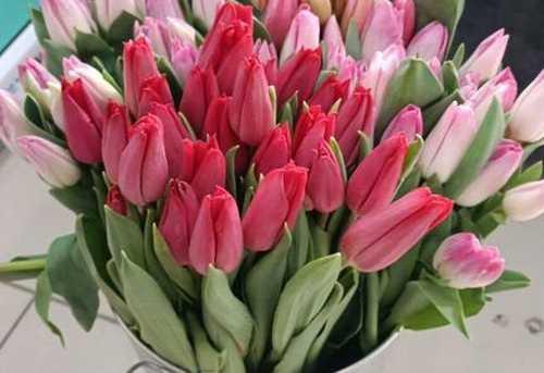 Тюльпаны к 8 марта оптом от 25 шт