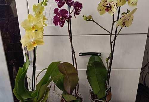 Орхидея фаленопсис в ассортименте