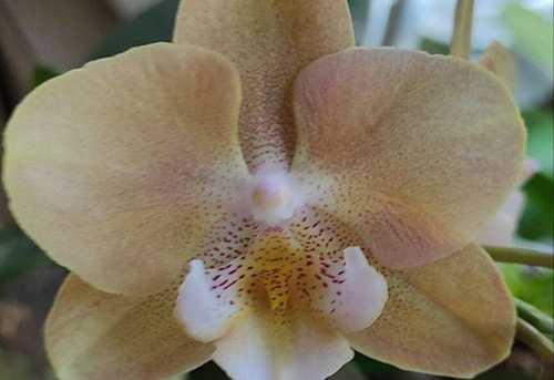 Legato & Smoky Pink Орхидея из личной коллекции