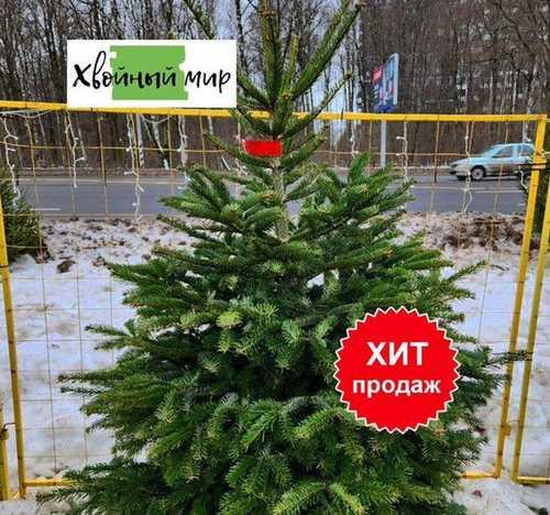 Пихта Нордмана оптом