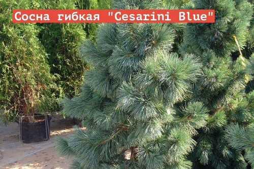 Сосна гибкая Cesarini Blue /С2-3