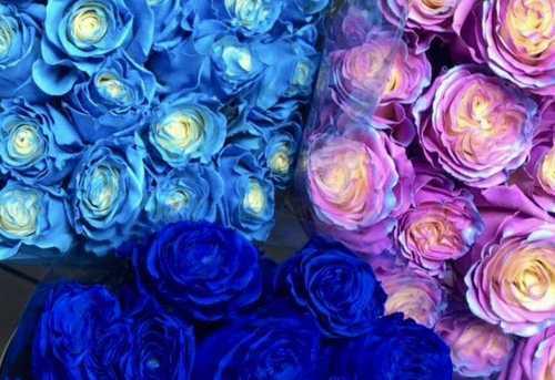 Роза премиум синяя лиловая маршмеллоу