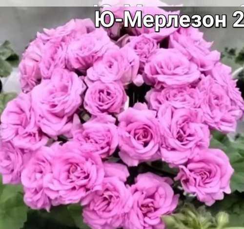 Пеларгония Ю-Мерлезон 2