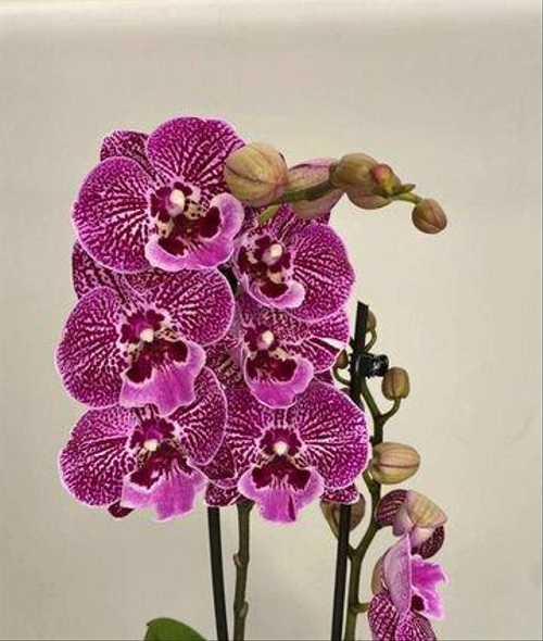 Орхидея биг лип цветущая