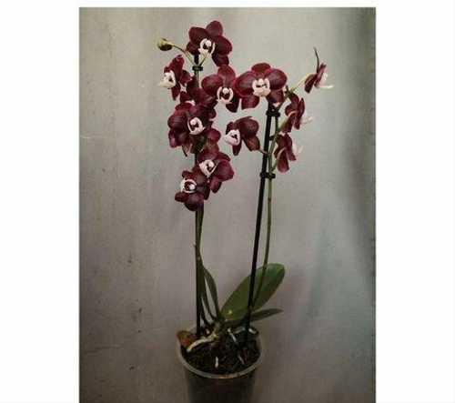 Цветущая орхидея Каода
