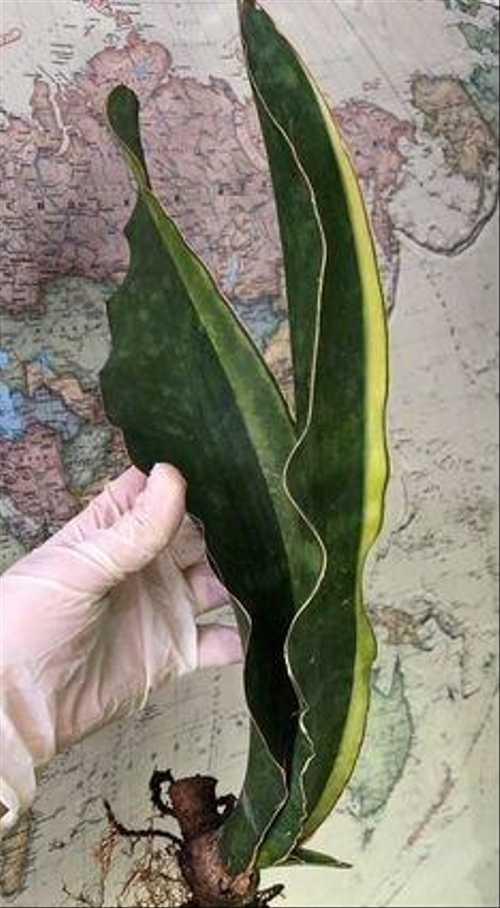 Sansevieria Mafinga Dragon sectoral variegata