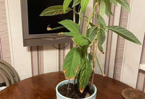 Авокадо растение, дерево