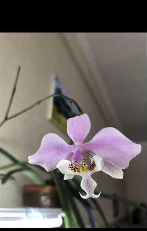 Phal. Schilleriana *sib