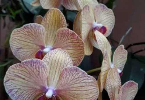 Орхидея фаленопсис каскадная Торино