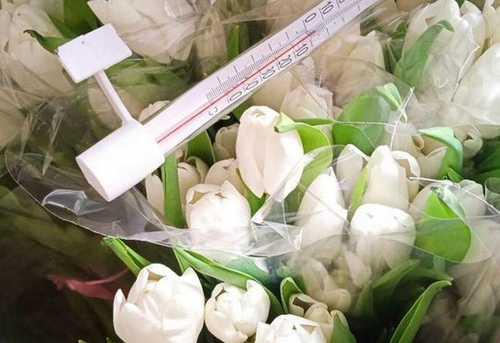 Тюльпаны свежие белые и цветные