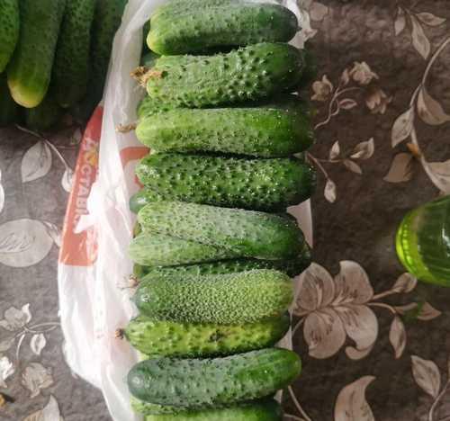 Огурцы