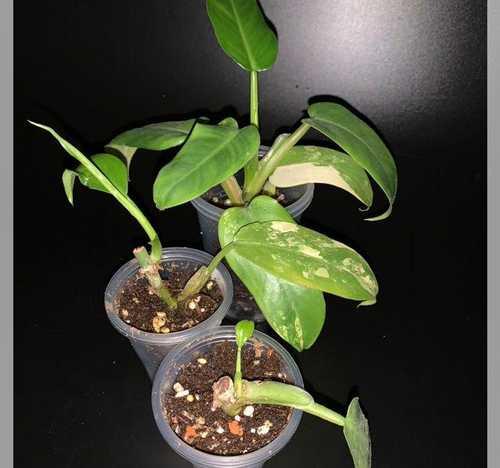 Филодендрон Доместикам вар.(Domesticum variegata)
