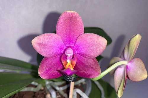 Орхидея фаленопсис P. Mituo Sun Queen “Lotus”