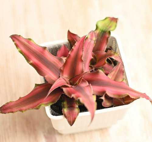 Криптантус Бивитатус (Cryptanthus bivittatus)