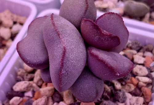 Коллекционные Адромискусы Adromischus hallii