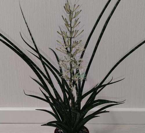 Сансевиерия Фернвуд (Sansevieria Fernwood)