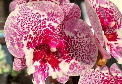 Орхидея фаленопсис биг лип 2 цв