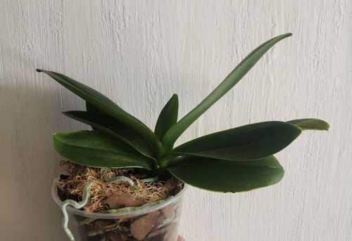 Орхидея фаленопсис Пикачу