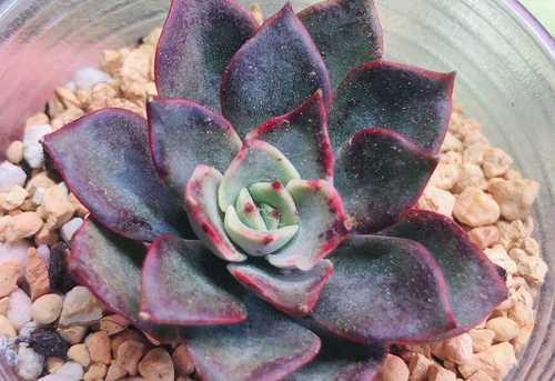 Эхеверия -Echeveria разные сорта