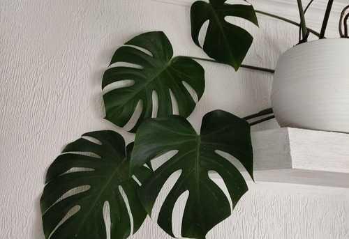 Монстера. Monstera deliciosa