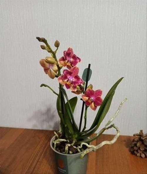 Орхидея мультифлора Bowdion Мутация, 2 ств