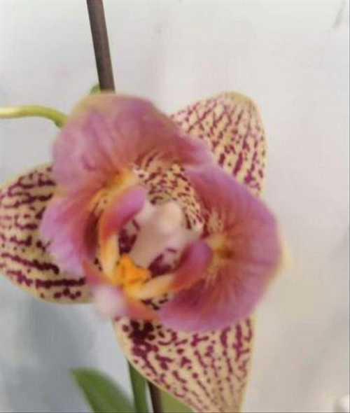 Орхидея фал. lacky leopard пелорик, ароматный