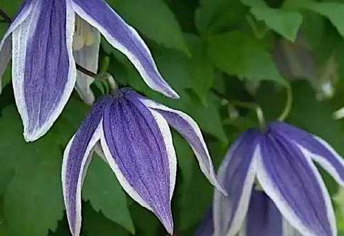 Клематис (княжек) Блу Эклипс(Голубое затмение)