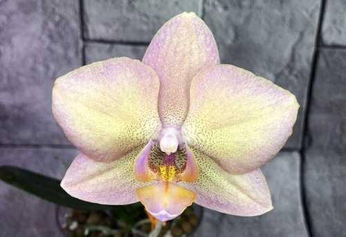 Орхидея легато (бабочки) цветоносы