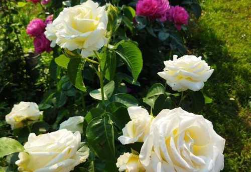 Садовые розы саженцы