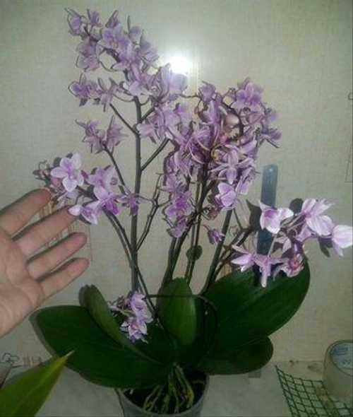 Орхидея фаленопсис wild pink