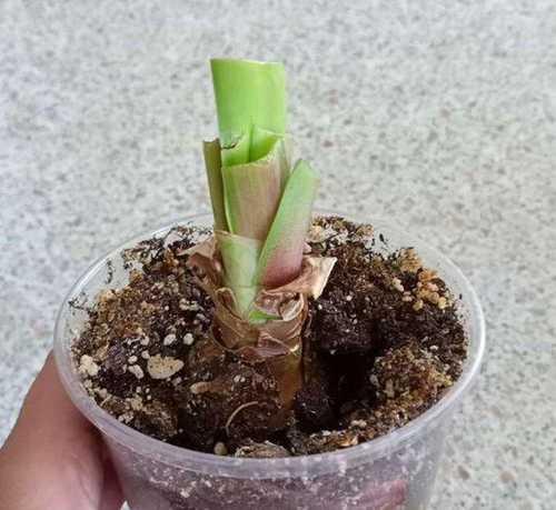 Гиппеаструм амариллис луковицы