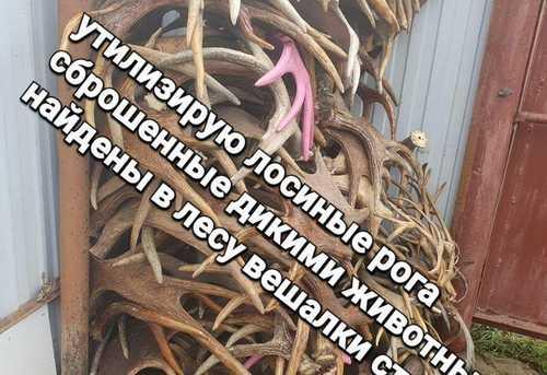 Лосиные рога