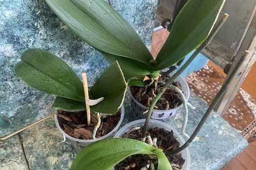 Орхидея фаленопсис набор 3 шт