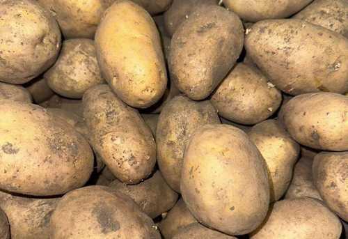 Картофель картошка свежая